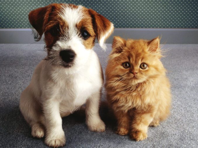 Dog and Cat Shelter donations - Sheridan Wyoming Travel Guide