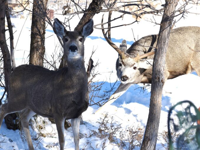 Helping Wildlife in Winter - Sheridan Wyoming Travel Guide
