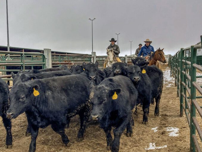 Registration Open for UW’s Second Annual High Altitude Bull Test ...